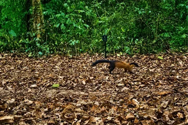 Yellow-Throated Marten Spotted In Kaziranga, Highlighting Assam's ...