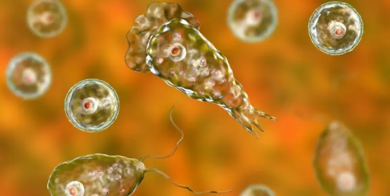 Brain-eating amoeba: Kerala and ICMR launch joint field study to trace ...