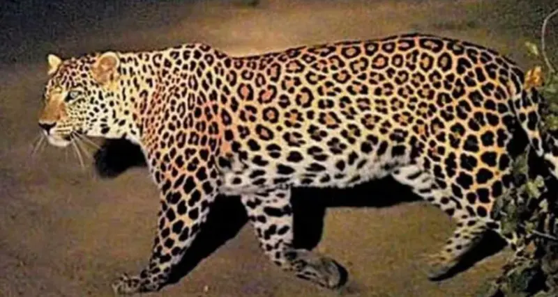 Leopard with paralysed hind legs found in Sirmaur | Dailyhunt