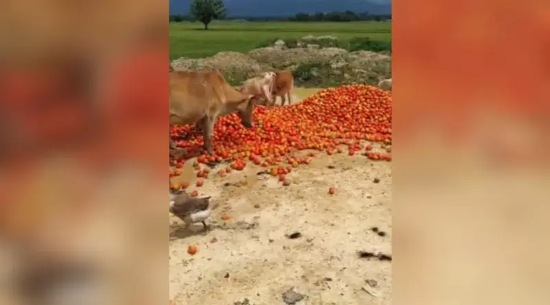 Tomatoes at Re 1/kg: Merapani farmers feed harvest to cattle amid debt ...