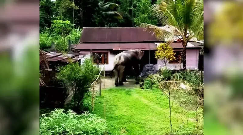 Habitat crisis deepens human-elephant conflict along Lakhimpur's ...