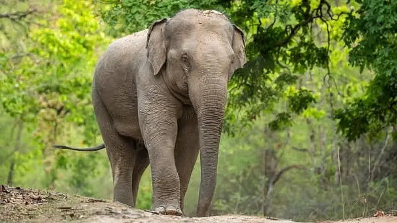 Golaghat: Mahout Killed in Attack by Domestic Elephant at Dergaon ...