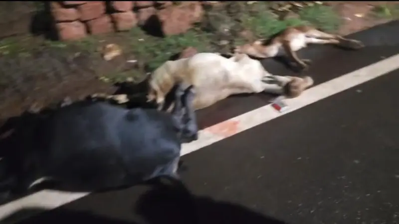 5 Cows Killed After Truck Rams Cattle Herd At Verna IDC; Police Launch ...