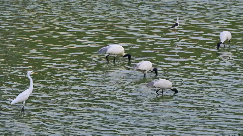 Book highlights democratic fight for Bengaluru's lakes | Dailyhunt