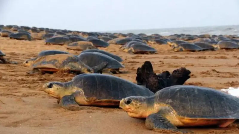 Non-Appearance Of Olive Ridley Turtles For Mass Nesting In Gahiramatha ...