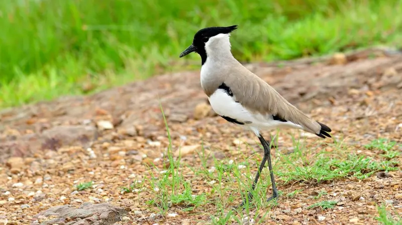 BNHS launches India's first telemetry study of River Lapwings in Ganga ...