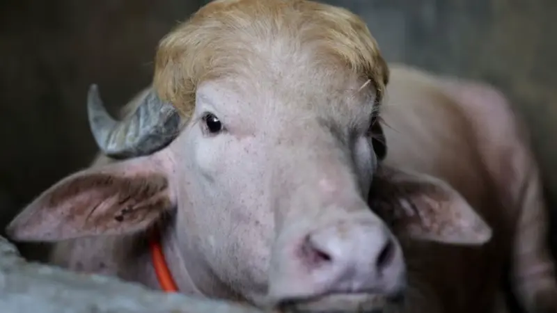 Donald Trump Eid Qurbani: ইদের কোরবানি থেকে রক্ষা পেল 'ডোনাল্ড ট্রাম্প ...