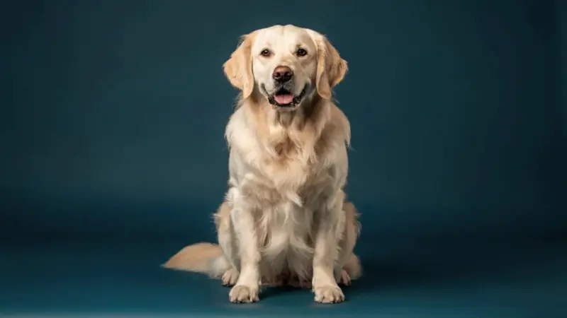 Smart And Affordable Pet Care Hacks That Can Help Indian Families Save ...