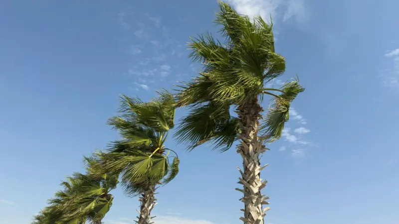 Japanese proverb of the day: 'The winds of tomorrow will blow tomorrow ...