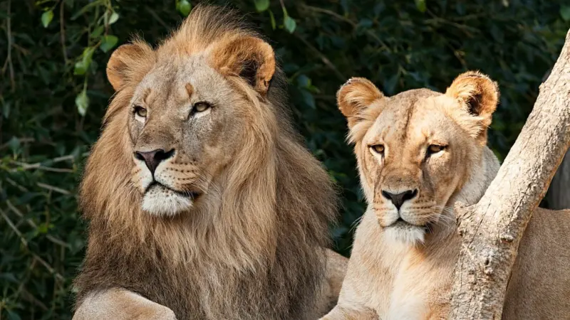 Six lions in Gir forest die by Babesia infection; 17 under observation ...
