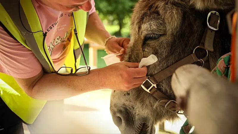 A French hospital enlists donkeys in mental health care - and patients ...