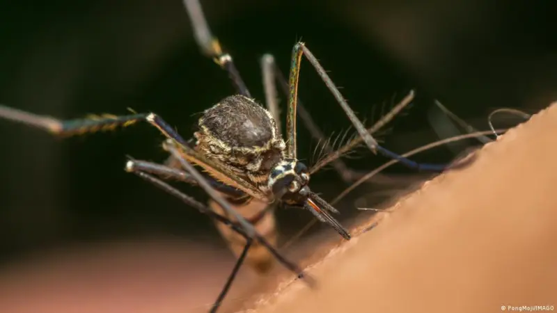 Google mosquito army: Scientists say 'we must take action' | Dailyhunt