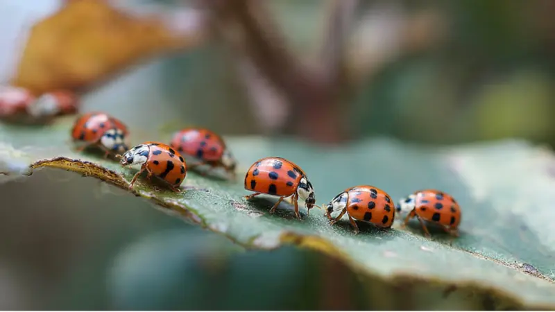 What Do You Call A Group Of Ladybugs? Fun Facts Inside | Dailyhunt