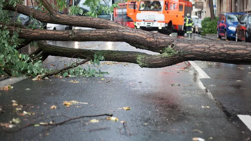 Bengaluru lost 949 trees to thunderstorm in a month: GBA | Dailyhunt