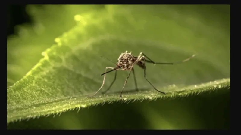 Google-Backed Firm Will Release 6.4 Crore Mosquitoes To Curb Diseases ...