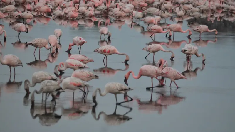 Navi Mumbai: Environmentalists seek revival of neighbouring wetlands as ...