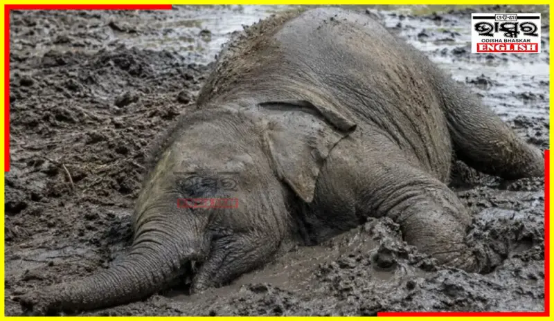 Elephant Calf Found Dead in Pond in Khurda Dist | Dailyhunt