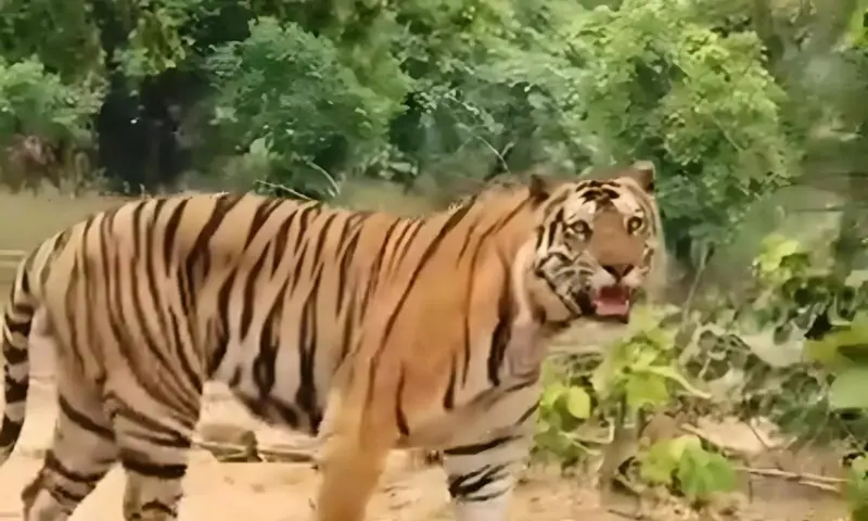 Forest Officials Intensify Efforts To Capture Tiger in Rampachodavaram ...