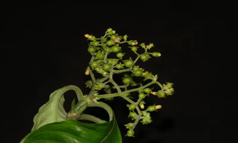 New plant species discovered near Guwahati underscores biodiversity of ...