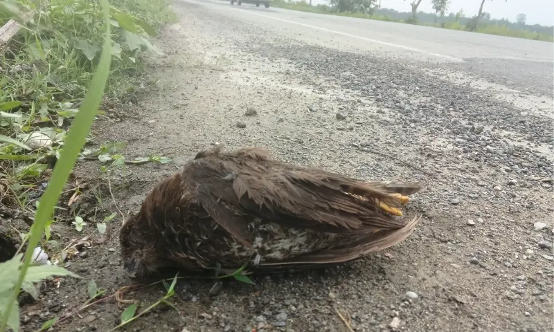 Assam: Black kite found dead on NH-37 in Tinsukia | Dailyhunt