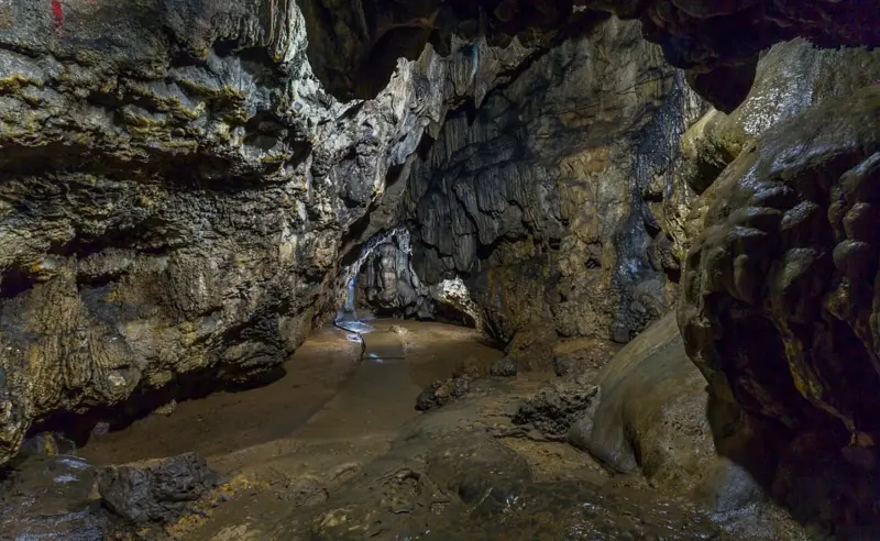 India's hidden underground fungi could hold clues for medicine, mining ...