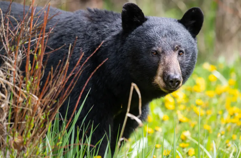 Bear injures 4 people in residential area of Japan as annual number of ...