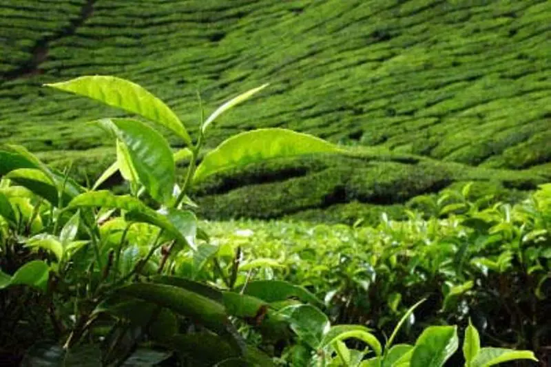 Assam's Deckiajuli Tea sets new auction record at Rs 800 per kg | Dailyhunt
