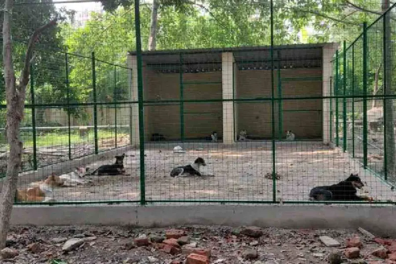 Protests erupt after IIM Calcutta fences campus dogs following bite ...