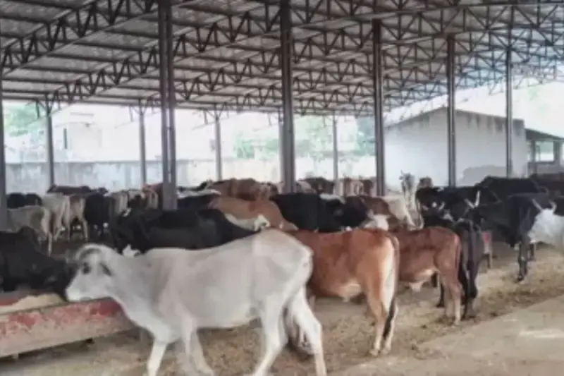 Furfura Sharif cleric urges Muslims to follow cow slaughter ban during ...