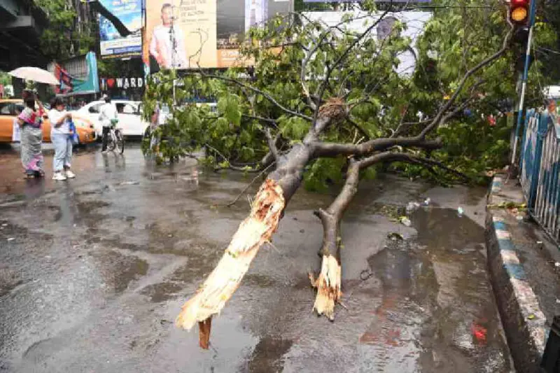 Lashed and uprooted: Storm damages 60 trees, 20 flights delayed, one ...