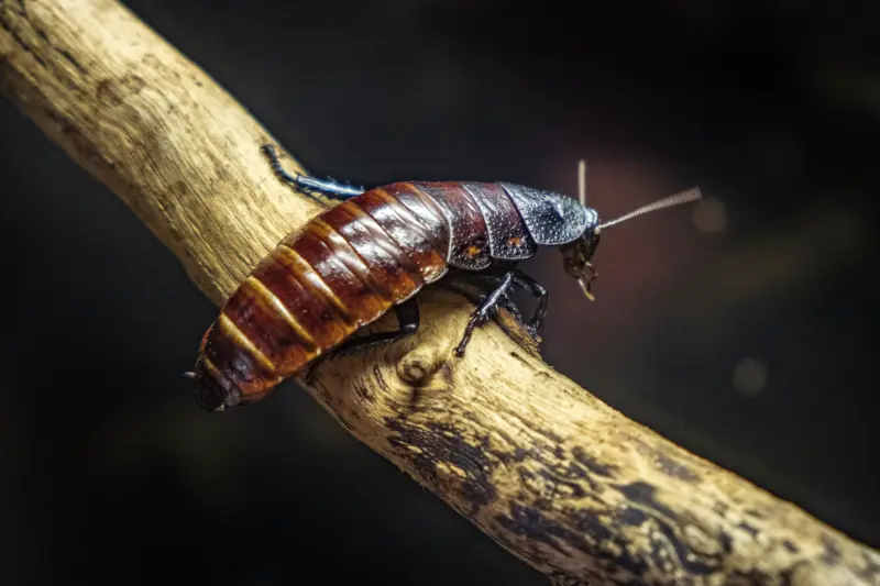 Australian cockroach kingpin caught with 1,00,000 illegal insects in ...