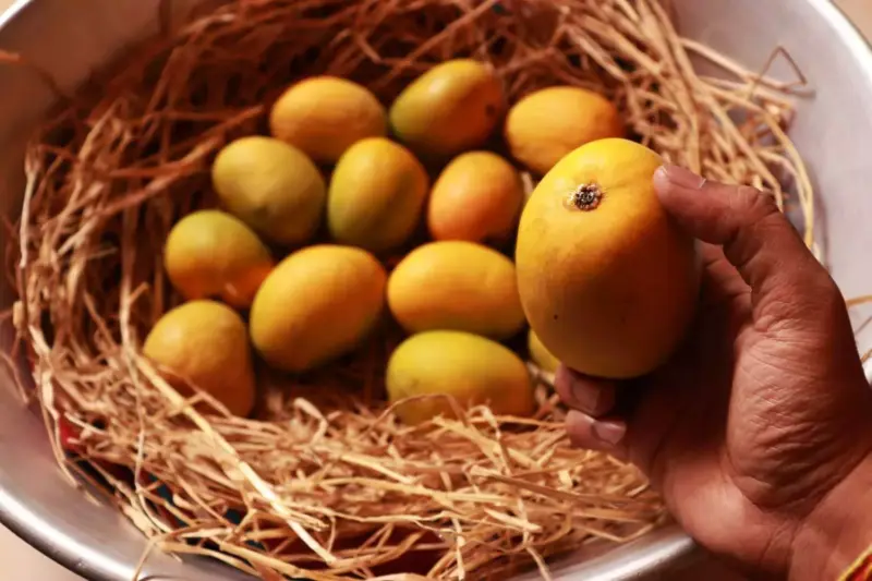 Japan halts Indian mango imports over pest control flaws, blow for ...