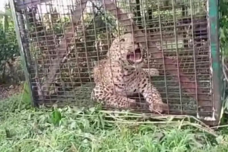 Thane: Injured male leopard rescued after 21-hour search operation ...