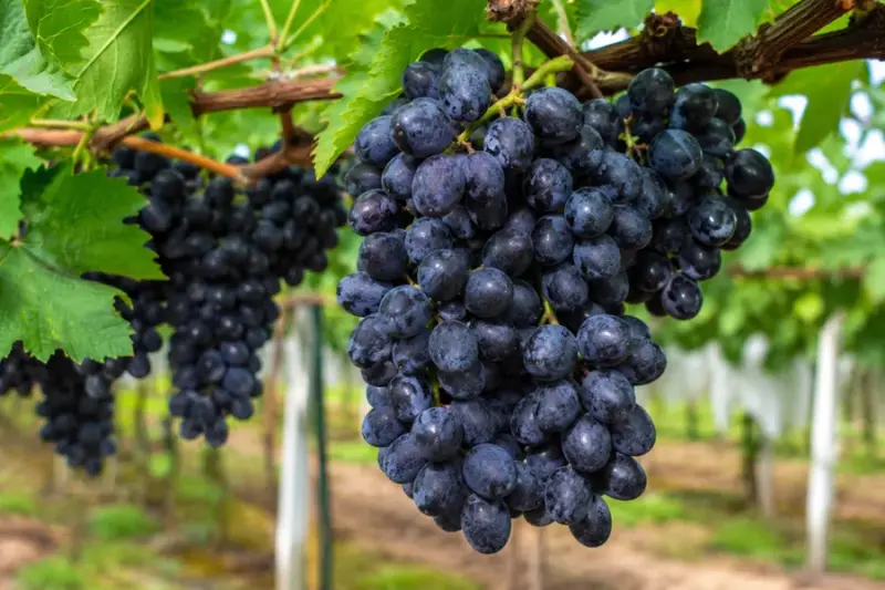 Farming breakthrough: Tripura's successful grape trials promise ...