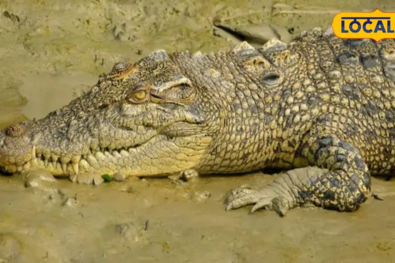 Crocodile: নৌকার কাছি খুঁটিতে বাঁধছিলেন, কুমিরে টেনে নিয়ে গেল যুবককে ...