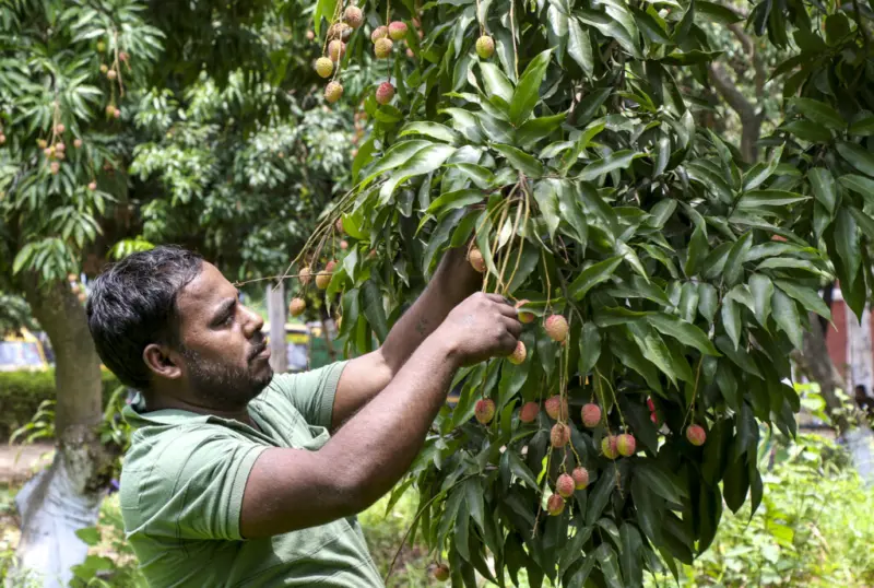 Litchi Cultivation Gains Ground In Jammu As Farmers Reap Higher Returns ...