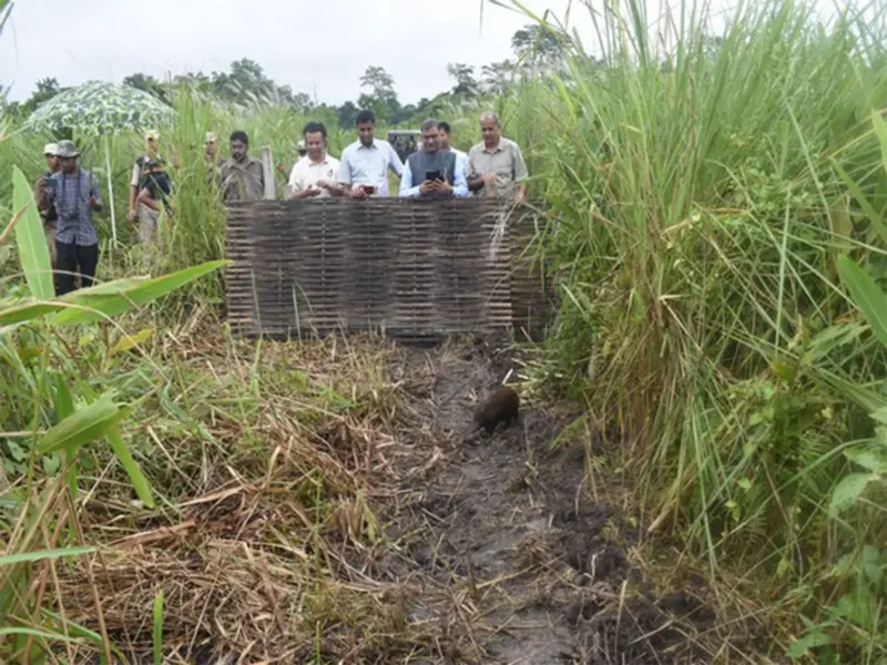 15 pygmy hogs released in Manas National Park as part of conservation ...