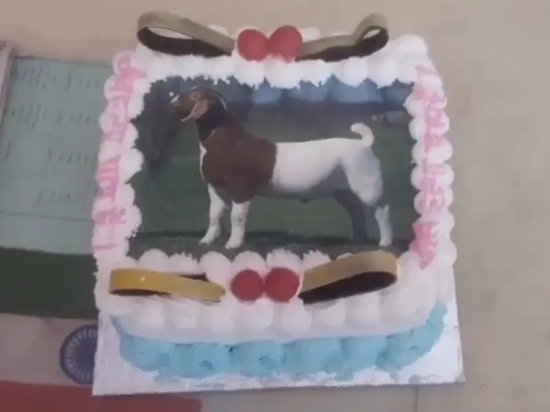 Agra Muslim Family Celebrates Bakrid With Goat-Themed Cake | WATCH ...