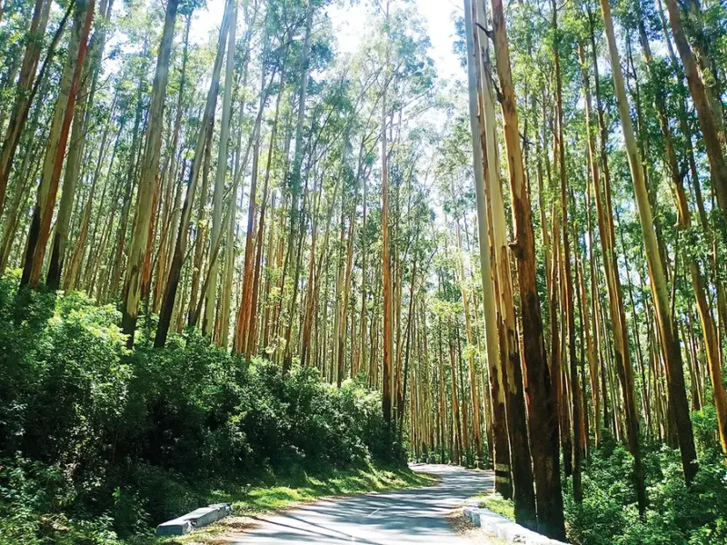 MP villagers raise alarm over eucalyptus trees, claim ponds and wells ...