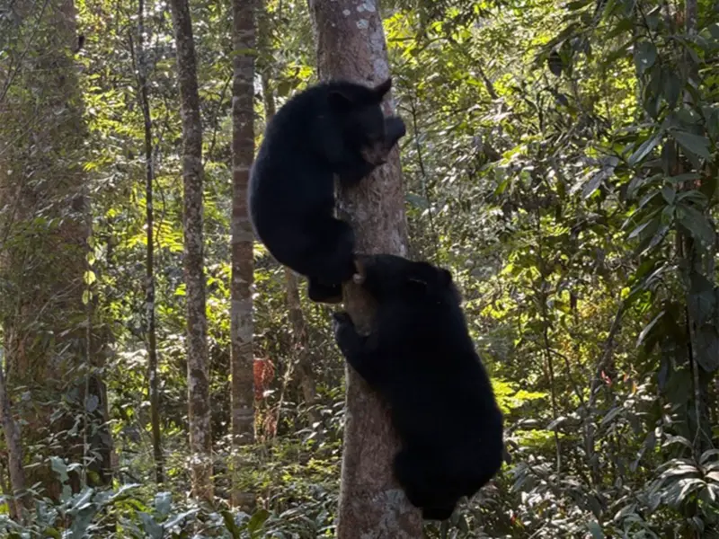 First in Assam: Orphaned Asiatic black bears released in Dehing Patkai ...