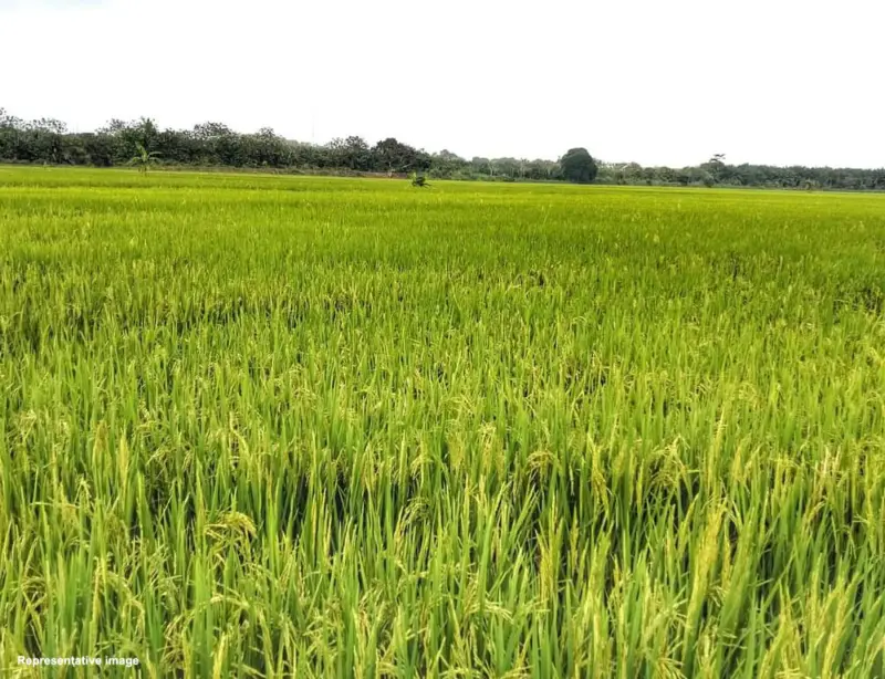 Telangana's New Kharif Formula: Fewer Paddy Fields, Lower Climate Risk ...