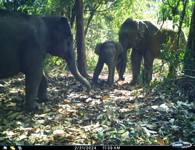 Tusks in the sky: Why elephants are climbing higher into Arunachal ...