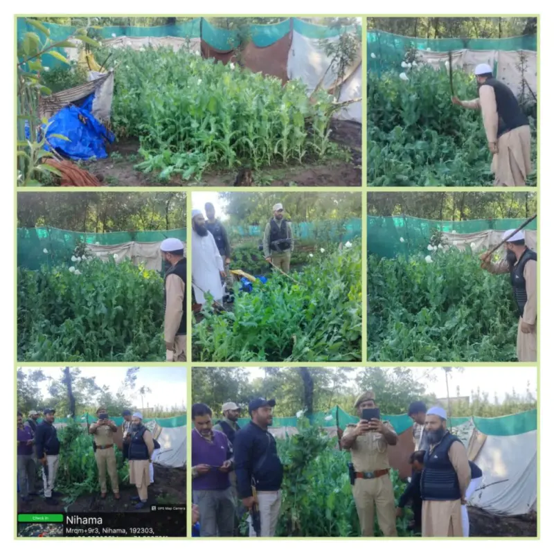 Drive against illicit poppy cultivation conducted in Saidapora Bala ...